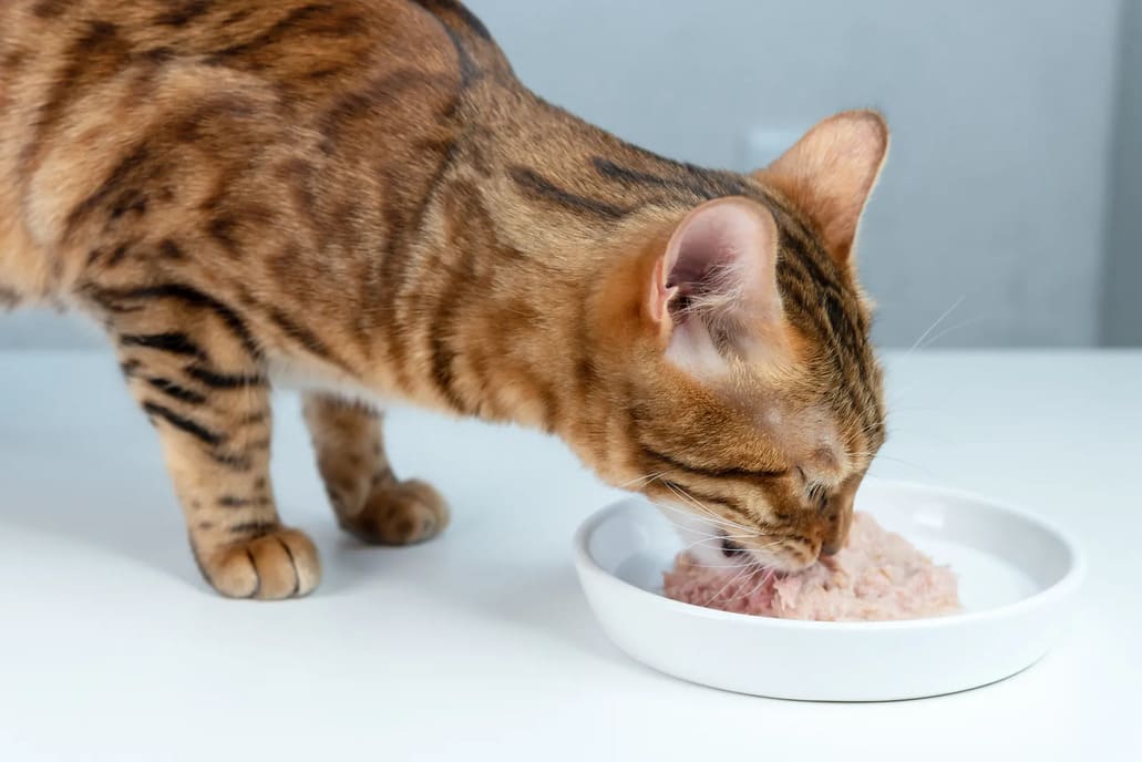 Makanan Basah Kucing: Panduan Lengkap, Rekomendasi, dan Bedanya dengan ...