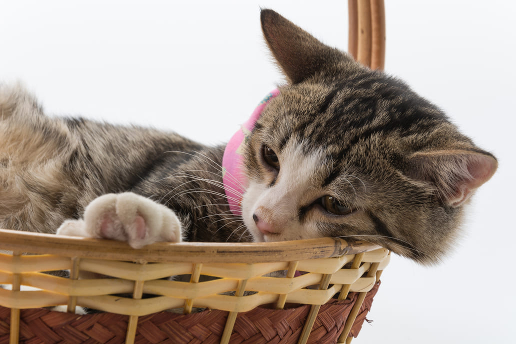 Kucing Makan Berapa Kali Dalam Sehari? Panduan Takaran Makanan Kucing ...